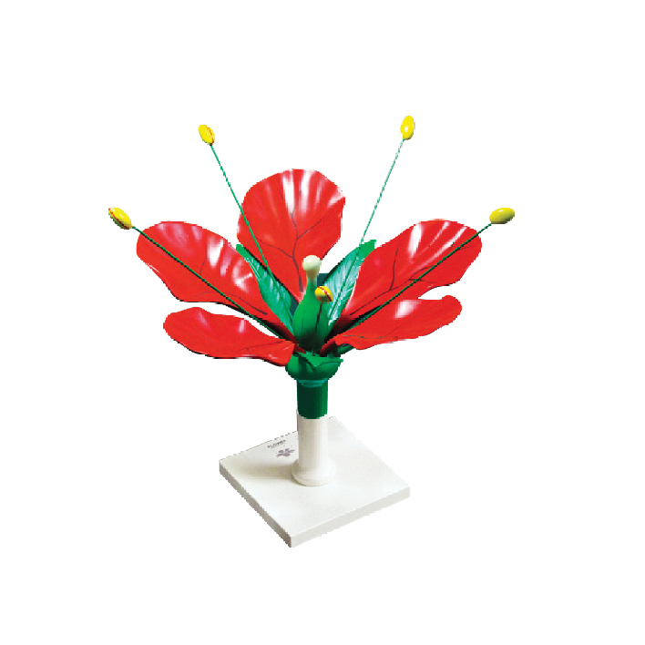 Flower Model - Bruins Montessori